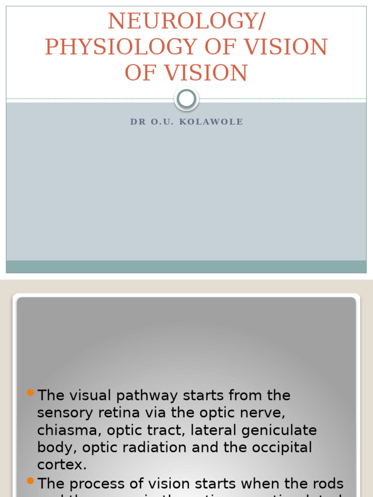 Neurology of Vision | PDF | Visual System | Retina