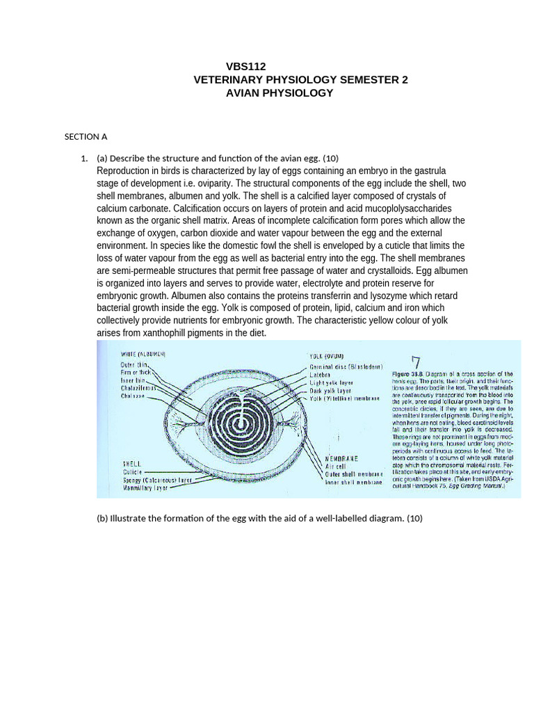 Avian Excretory System Overview | PDF | Kidney | Yolk