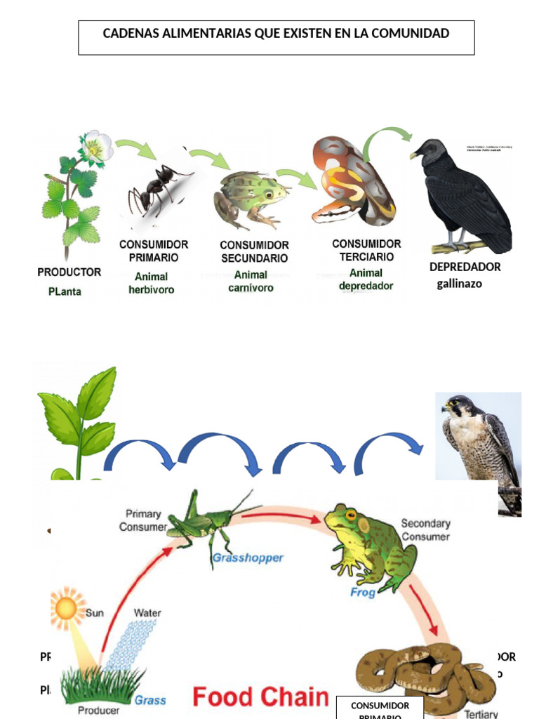 Álbum de Cadenas y Redes Alimenticias | PDF