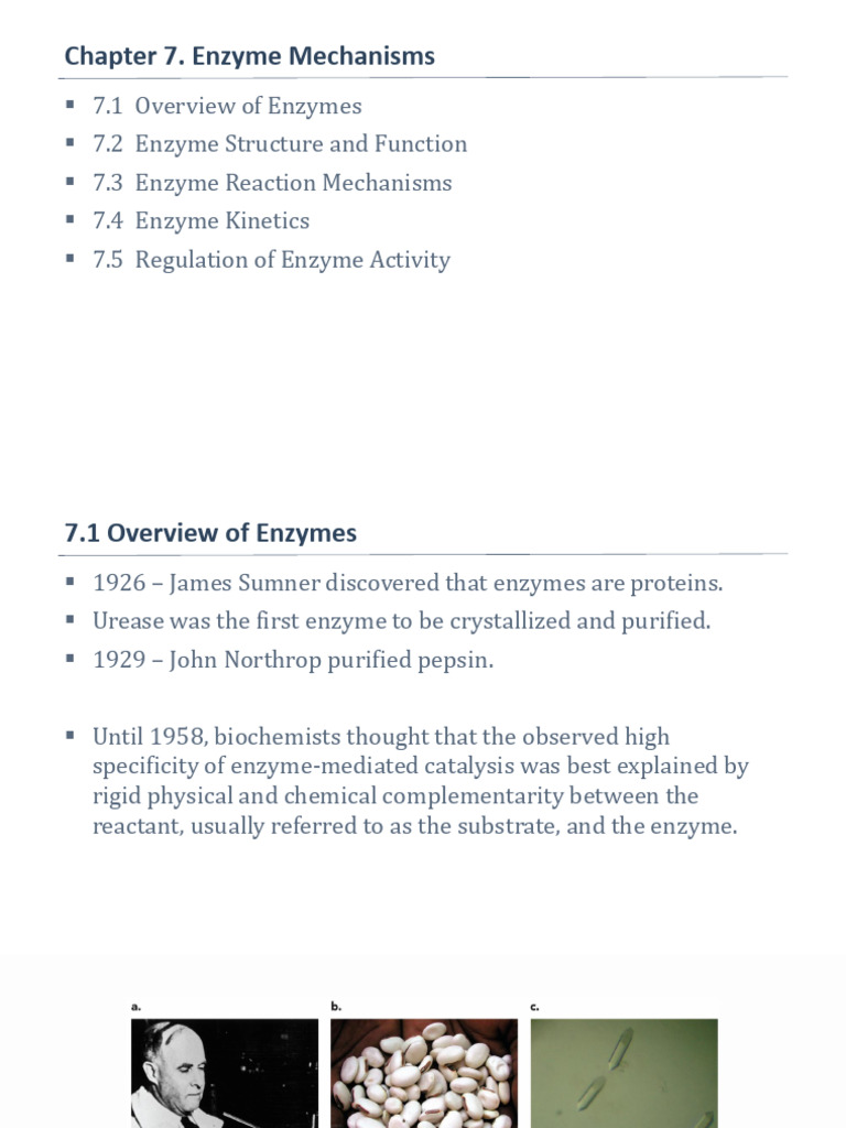 Chapter 7 - Enzyme Mechanisms (Part 1) | PDF | Enzyme | Active Site