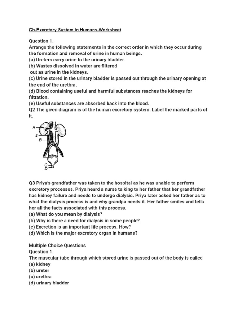Ch-Excretory System in Humans-Worksheet | PDF