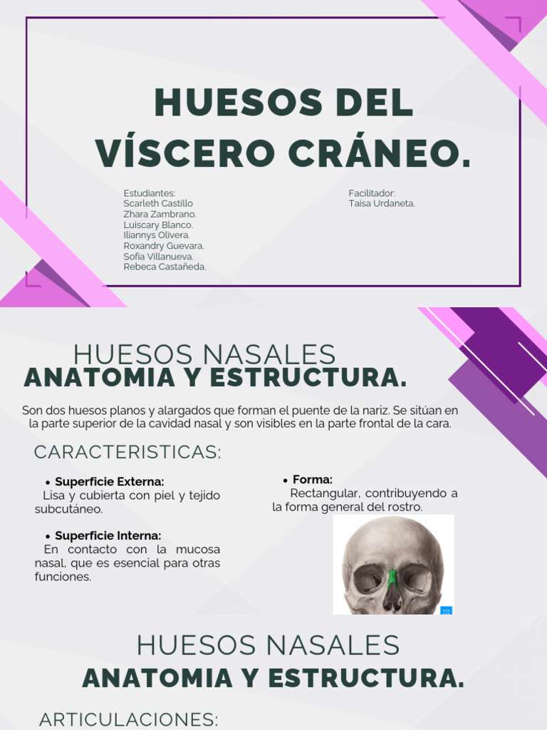 Huesos Del Viscero Cráneo y El Hueso Cricoides. - 20250603 - 223841 ...