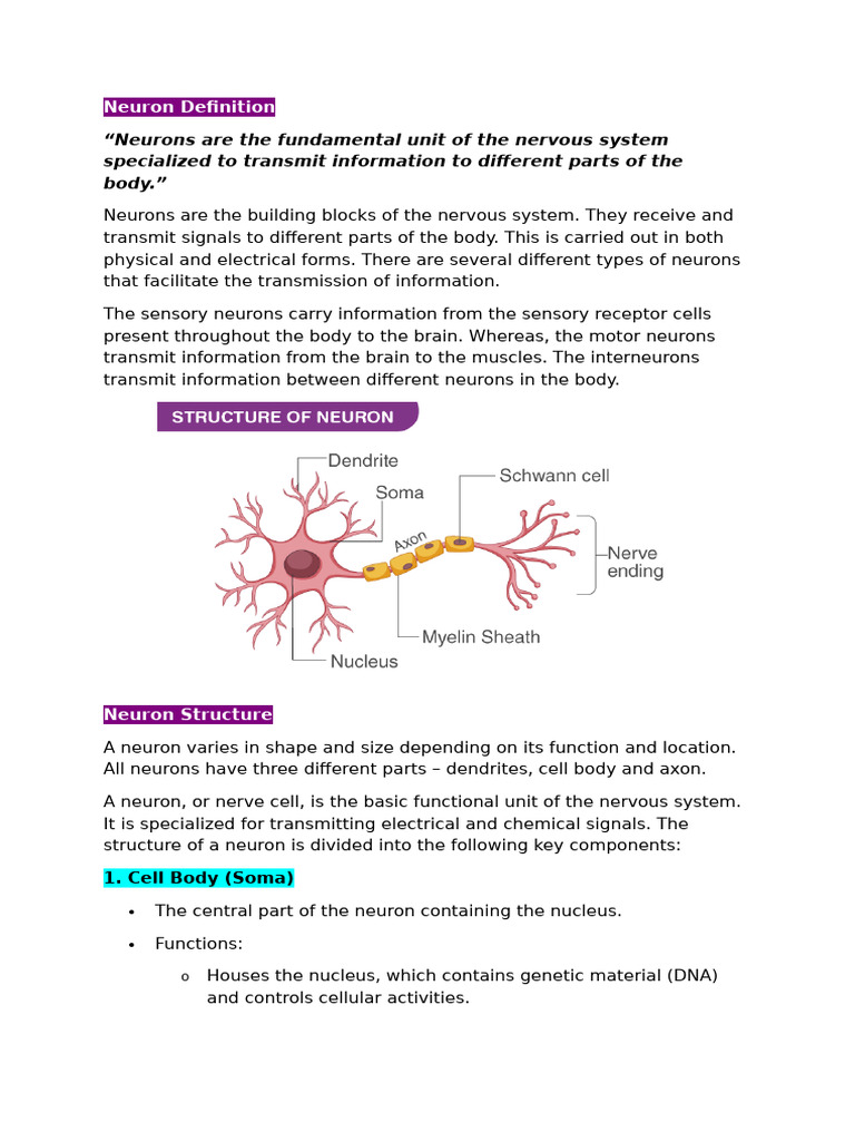 Neuron and Nervous System | PDF | Chemical Synapse | Neuron