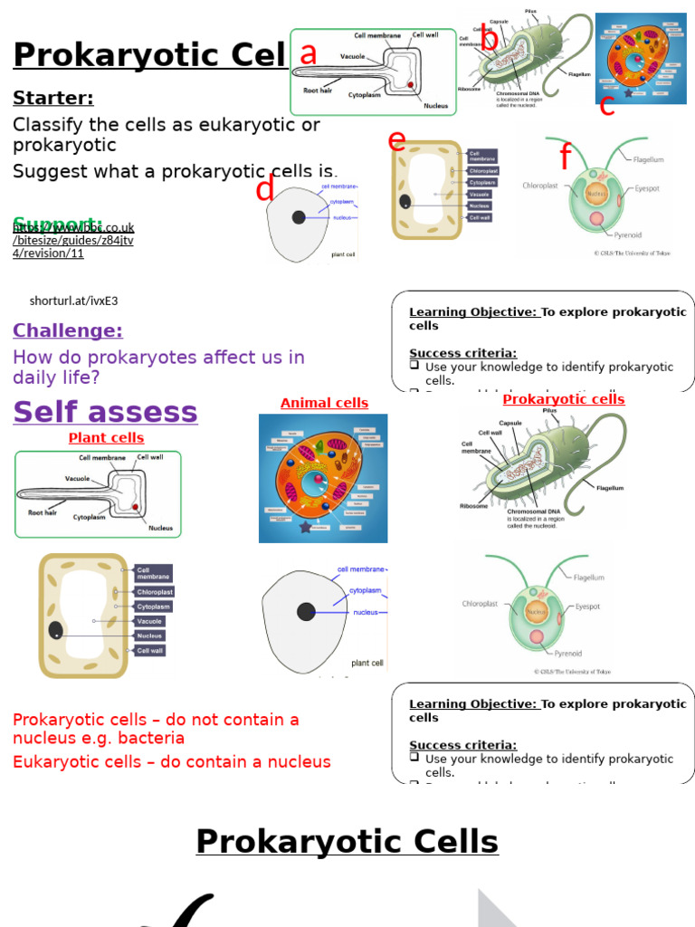 Prokaryotic Cells | PDF | Cell (Biology) | Prokaryote