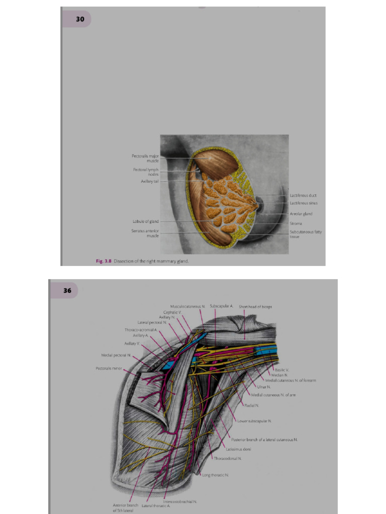 Gross Anatomy Record Diagrams List | PDF