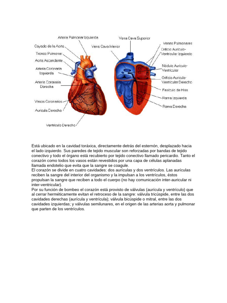Anatomía del Corazón: Estructura y Función | PDF