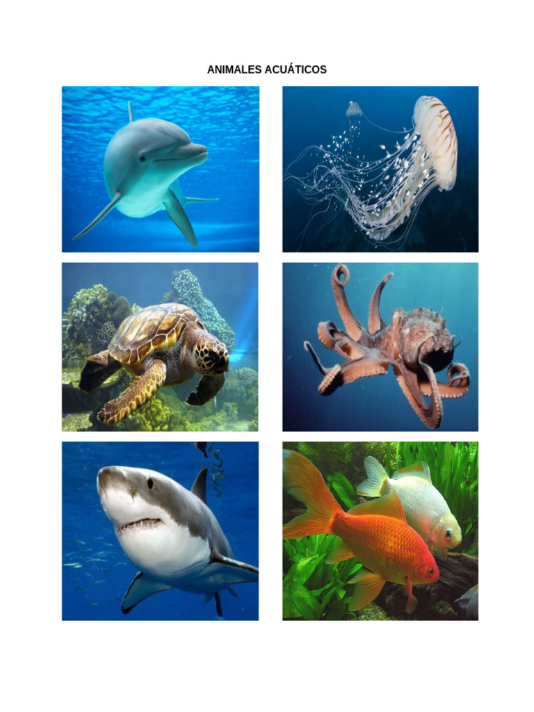 Animales Acuáticos Pdf