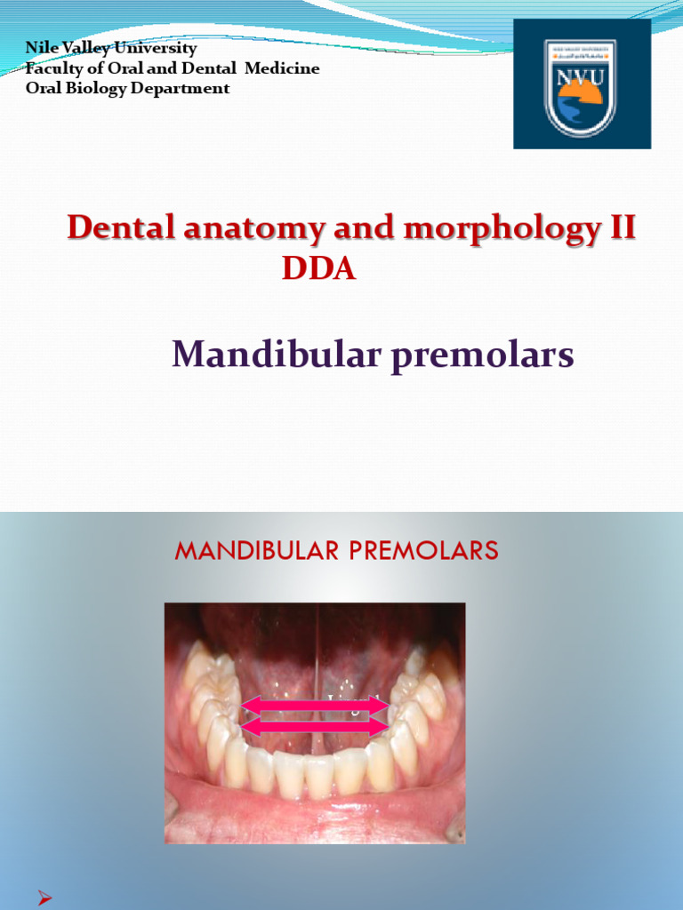 Mandibular Premolars PDF | PDF | Dental Anatomy | Dentistry Branches