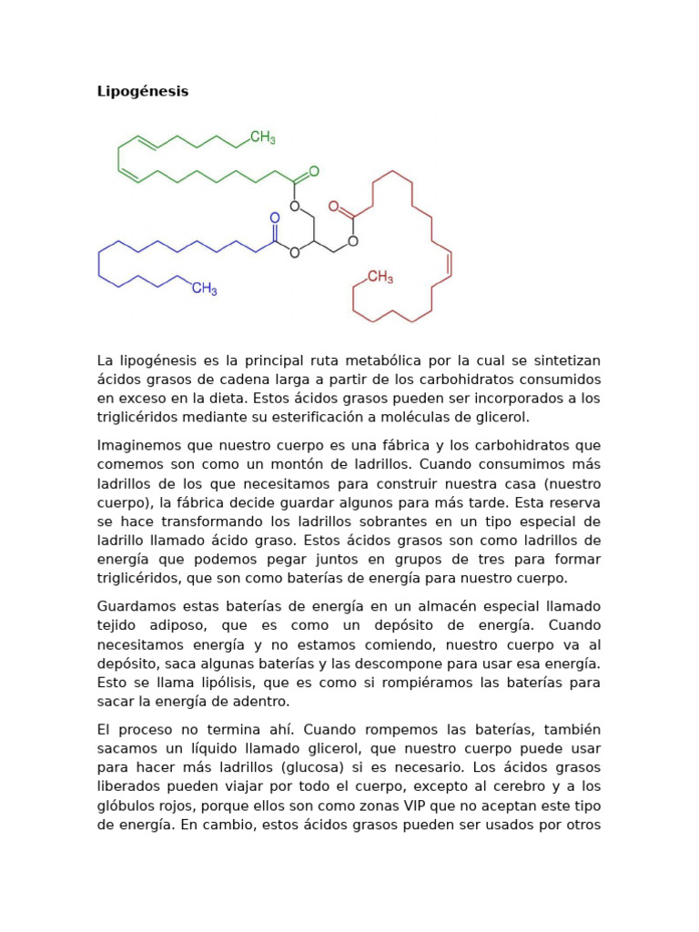 Proceso de Lipogénesis en el Cuerpo | PDF | Ácido graso | Triglicéridos