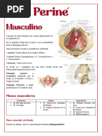 Anatomía del músculo elevador del ano | PDF | Pelvis