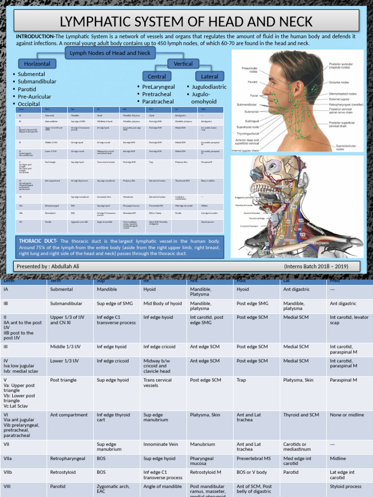 FINAL Lymphatic System of Head and Neck | PDF | Common Carotid Artery ...