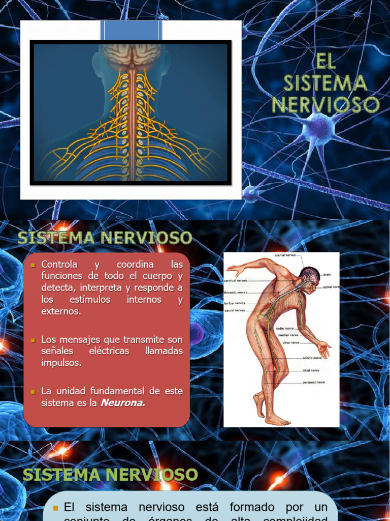 Generalidades Del Sistema Nervioso 2-2 | PDF | Sistema nervioso | Cerebro