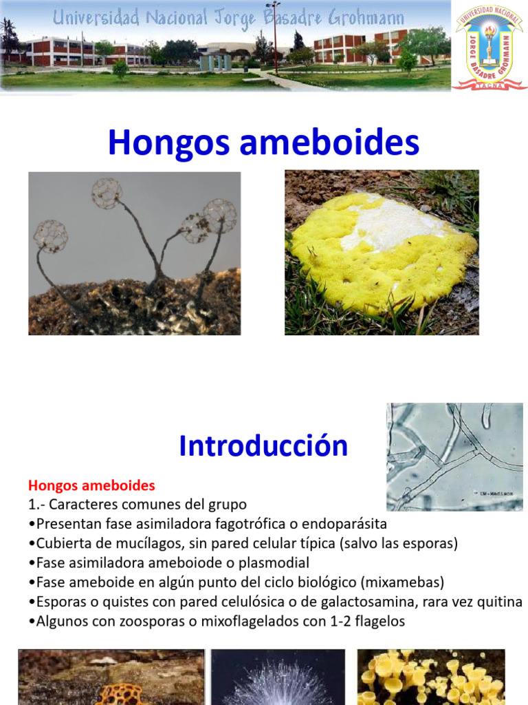 T10 Hongos Ameboides | PDF | Biología | Organismos