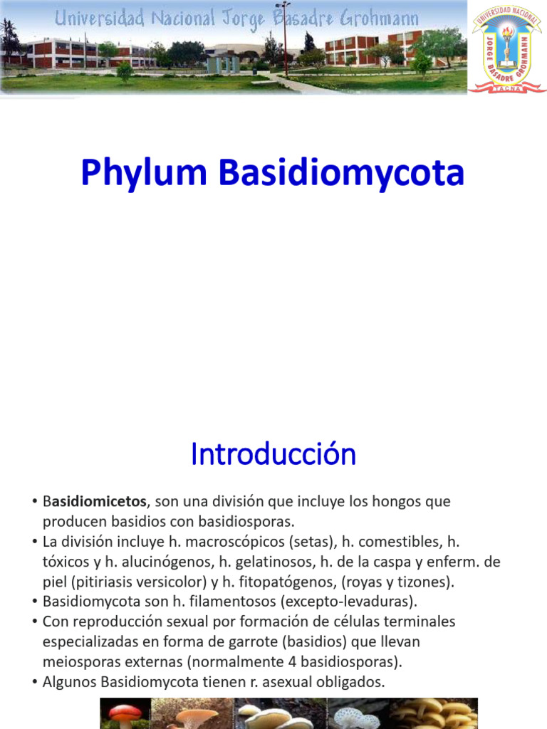 T13 Phylum Basidiomycota | PDF