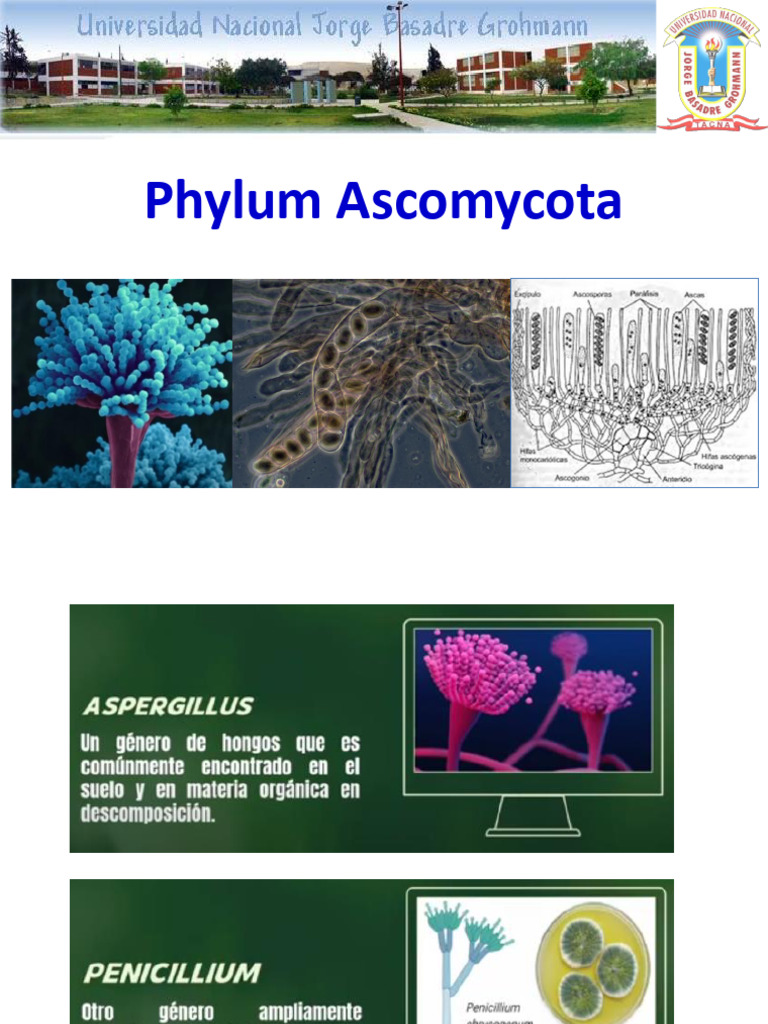 T12 Phylum Ascomycota | PDF | Micología | Biología