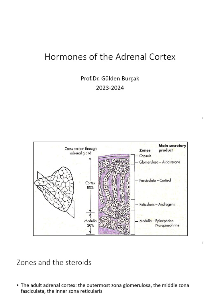 Adrenal Cortex Hormones Overview | PDF | Adrenal Gland | Cortisol