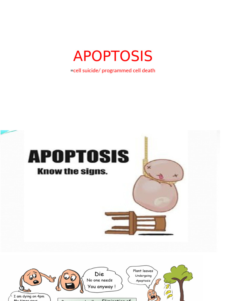 Apoptosis Mechanisms and Diagnosis | PDF