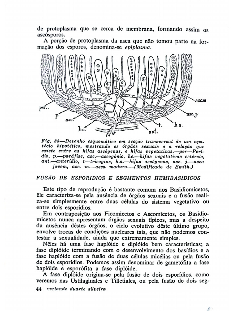 Verlande - Basidiomycetes | PDF