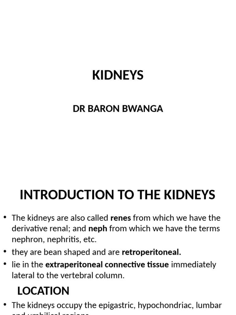 Kidney Anatomy and Relations Explained | PDF | Kidney | Liver