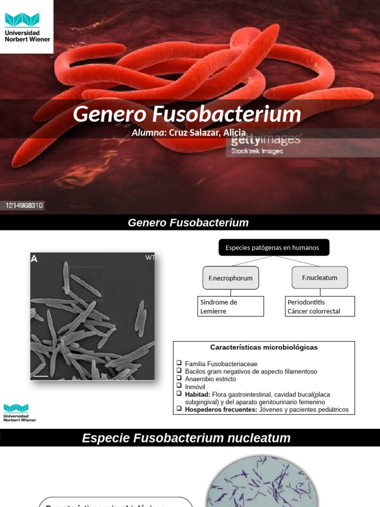 G Fusobacterium Ppts | PDF | Cáncer | Inmunología