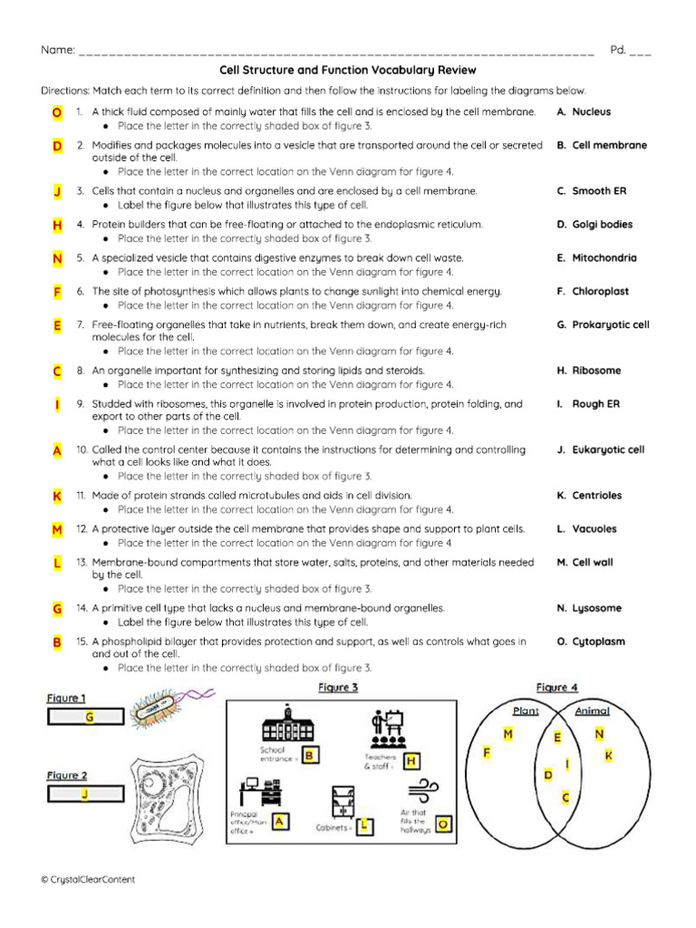 Cells and Organelles Vocabulary Review Worksheet - Answer Key | PDF