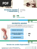 Anatomía del Escroto y Testículos | PDF | Testículo | Especialidades ...