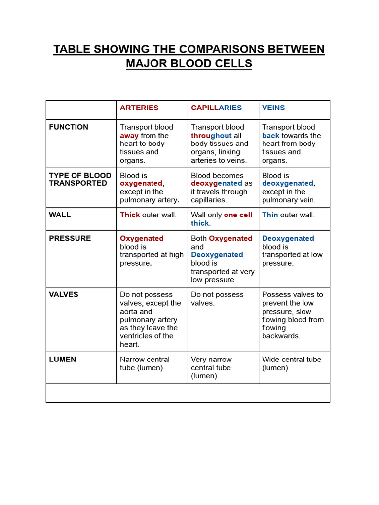 Blood Vessel Assignment - (Homework) | PDF