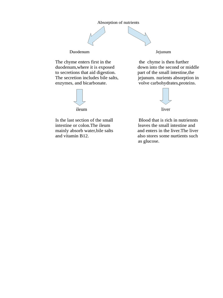 Nutrient Absorption in the Small Intestine | PDF