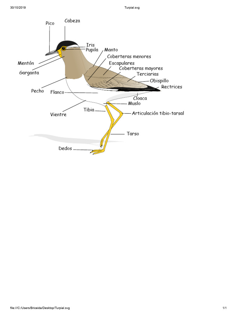Turpial | PDF