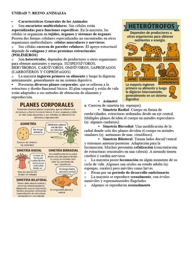 Dominio Eukarya - Reino Animalia | PDF | Esponja | Zoología