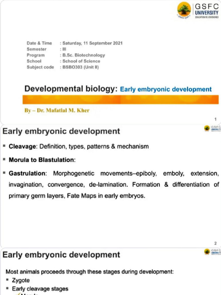 Cleavage Development Bioprocess | PDF