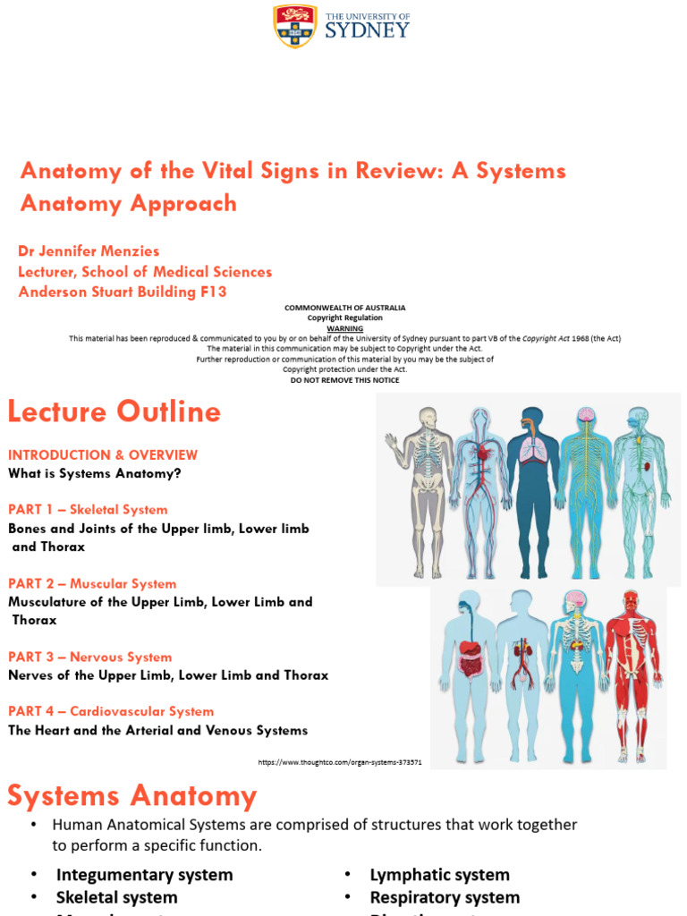 ANAT2008 Week 12 2025 Systems Anatomy JKM | PDF | Vertebra | Human Leg