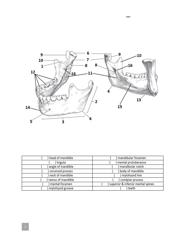 Lab (4) - Worksheets 2024 | PDF | Human Anatomy | Musculoskeletal System