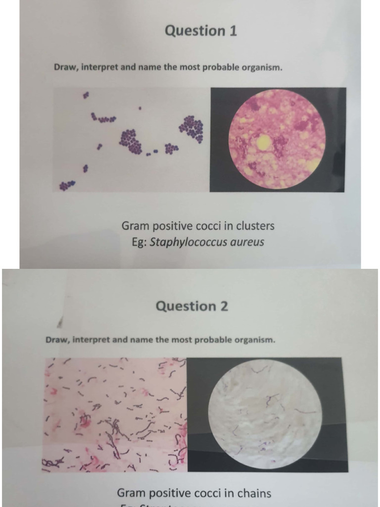 Medically Important Bacteria | PDF