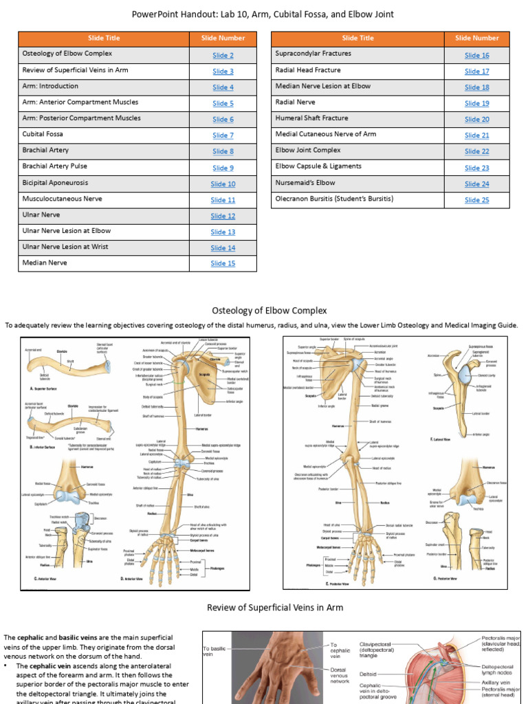 Anatomy of the Elbow and Arm Structures | PDF | Arm | Elbow
