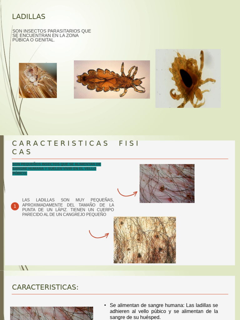 Ladillas Lidio Adrian 1 A | PDF | Enfermedades y trastornos ...