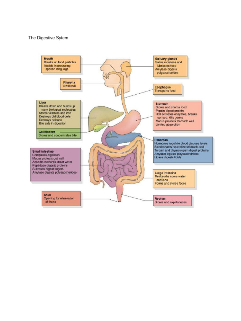 Digestive System - Organs and Function | PDF