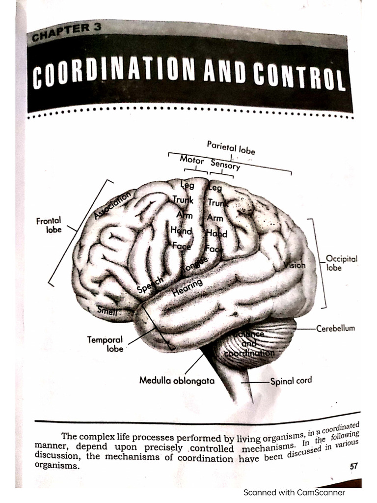 Co Ordination and Control | PDF