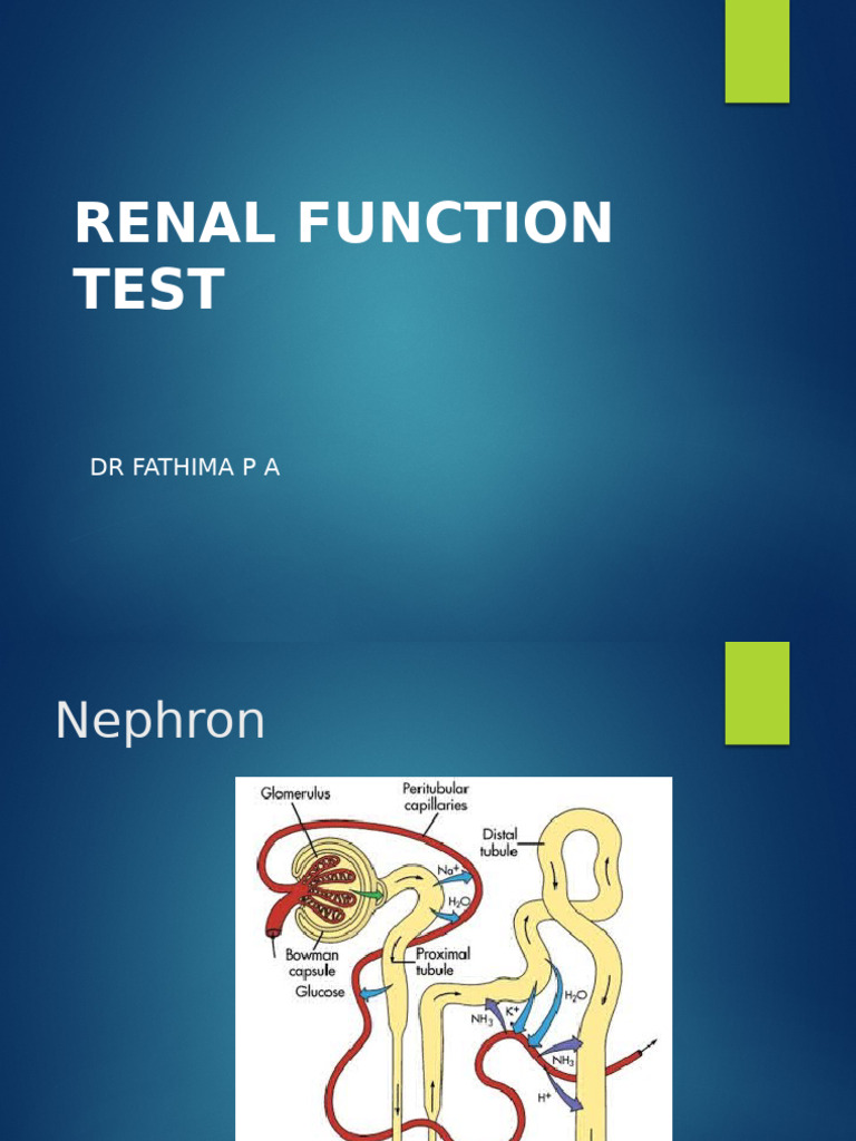 Renal Function Test | PDF | Kidney | Creatinine