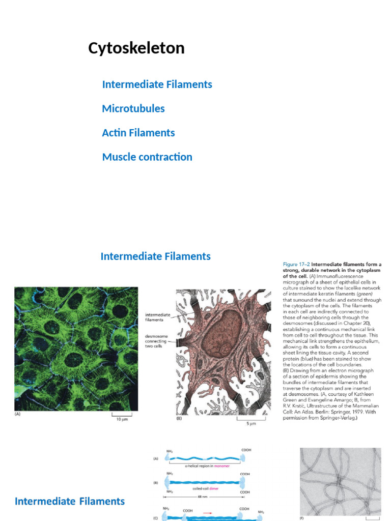 Cell Biology Cytoskeleton | PDF