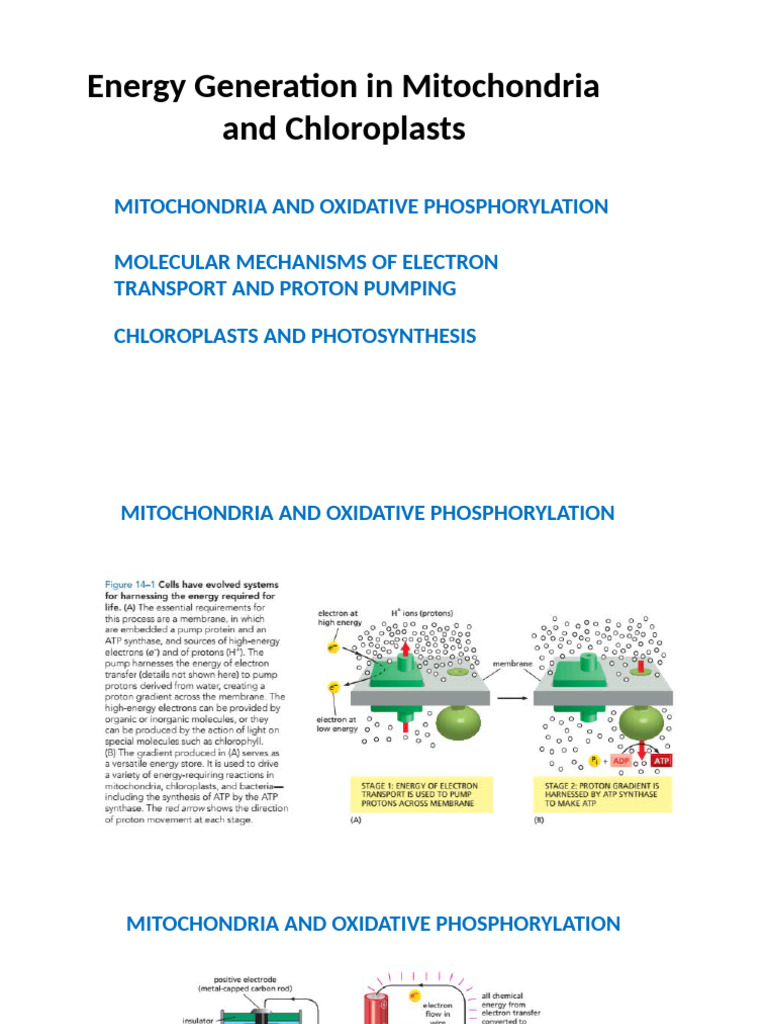 Cell Biology Energy Generation in Mitochondria and Chloroplasts | PDF