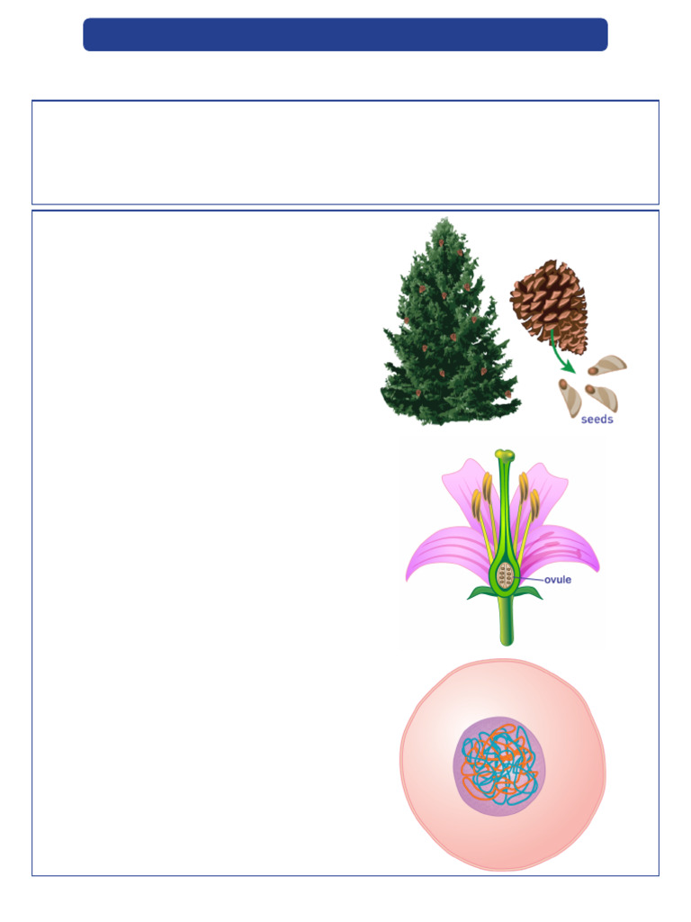 Vocabulary Science Grade 6 Plant Reproduction 1 1 | PDF