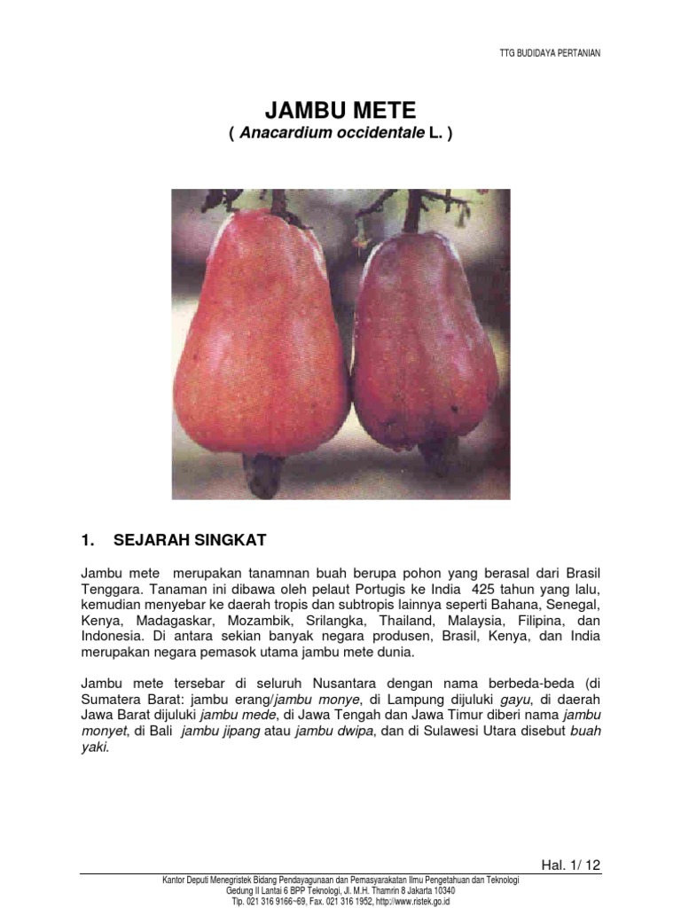 Jambu Mete | PDF