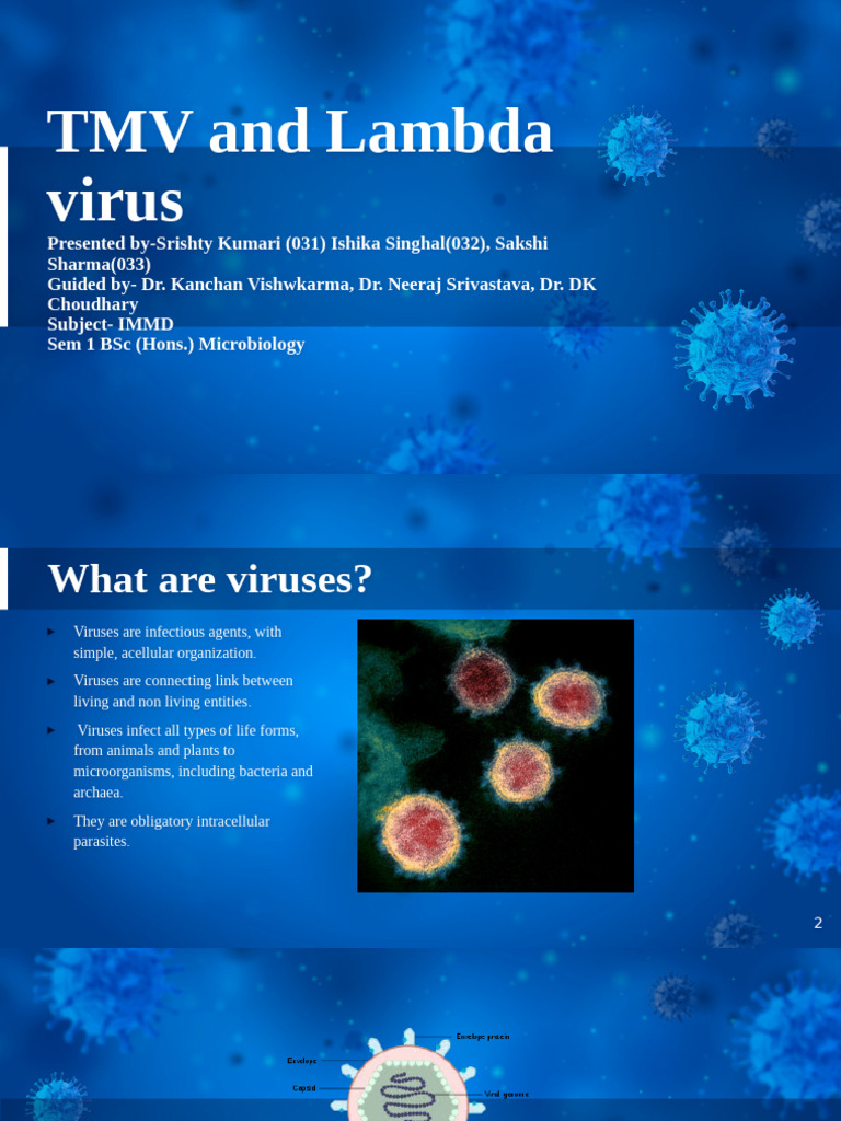 TMV and Lambda Phage Group 9 | PDF | Bacteriophage | Virus