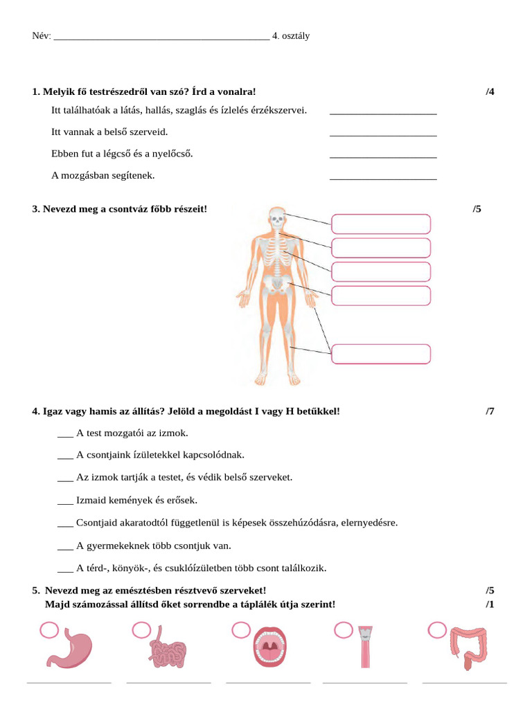 Köri Emberi Test Témazáró | PDF