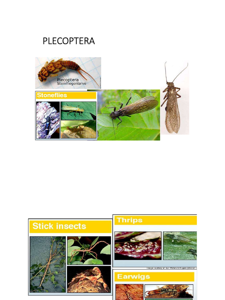1 Ordo Plecoptera Neuroptera | PDF