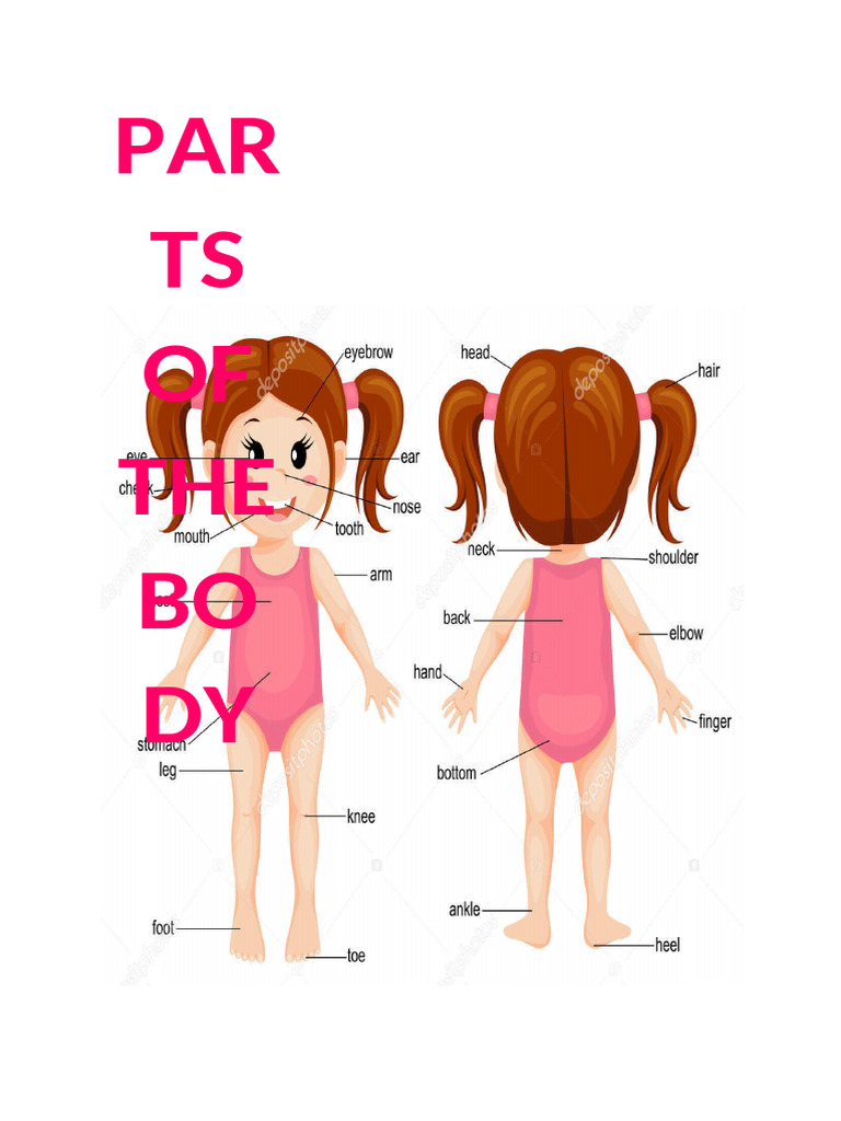 Parts of The Body | PDF