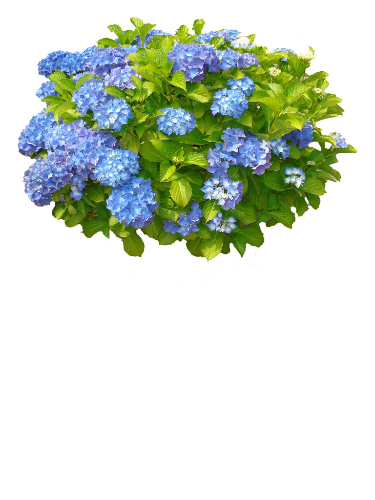 Bush # | PDF