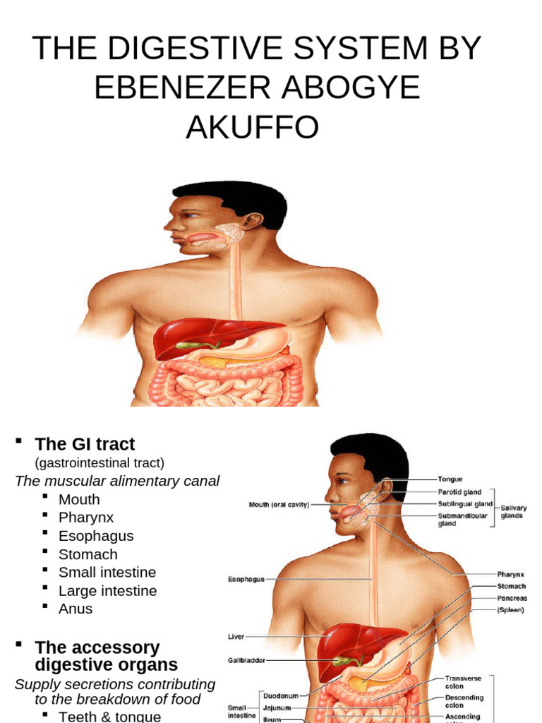 The Digestive System | PDF | Stomach | Human Tooth