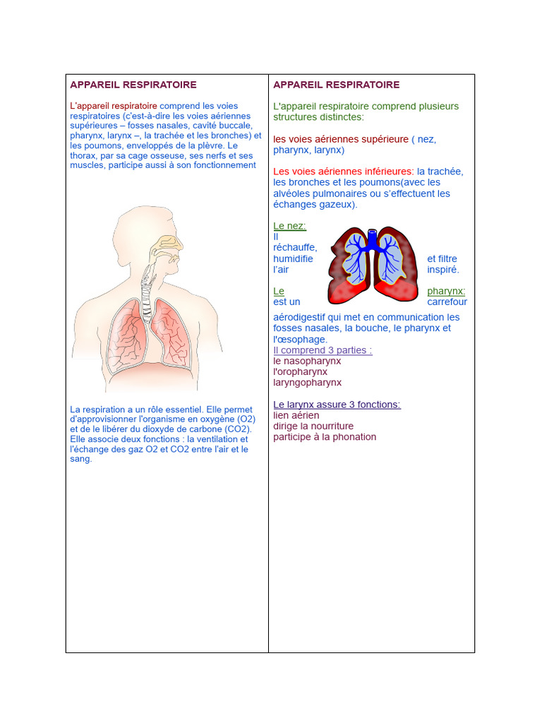 Anatomie et Fonction de l'Appareil Respiratoire | PDF | Système ...